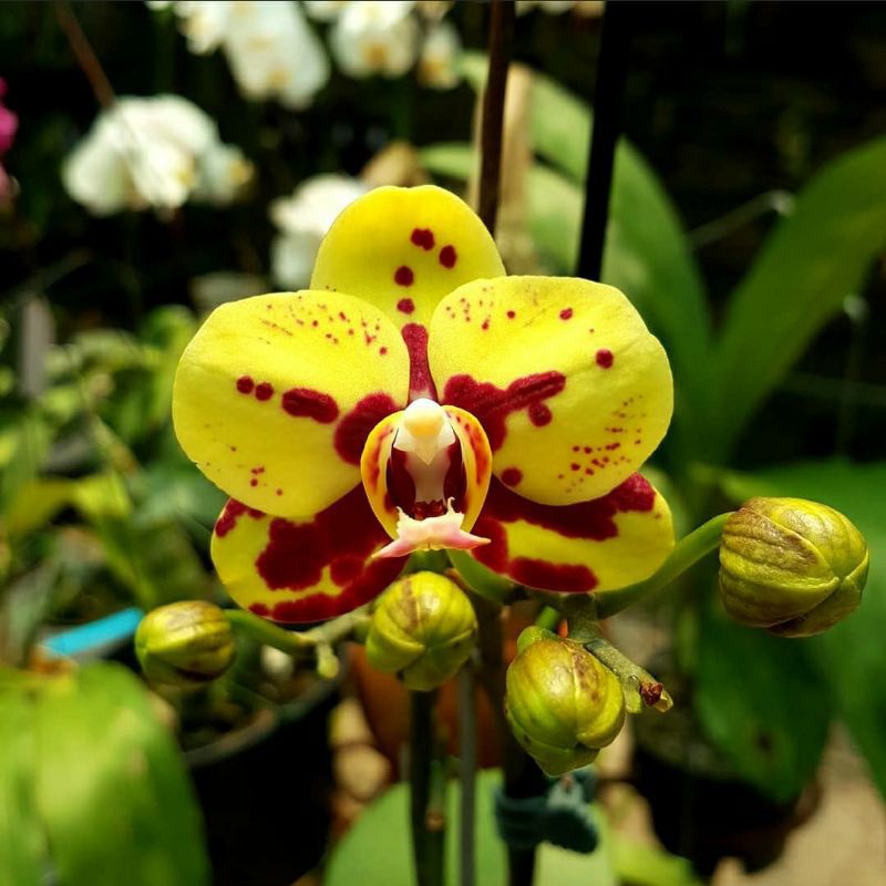 Jual Anggrek bulan batik kuning dewasa | Shopee Indonesia