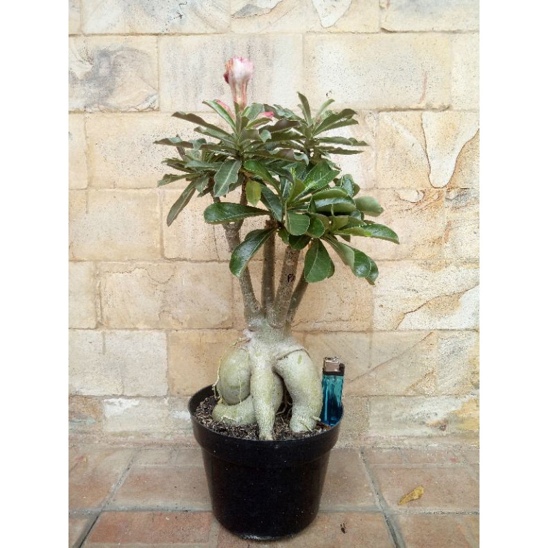 Jual Adenium Bunga Tumpuk Mussela Dan Pink Angel Kamboja Jepang