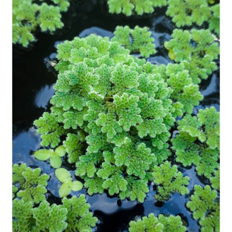 Jual Bibit Azolla Azola Microphyla Pinnata Pakan Ikan 1 kg | Shopee ...