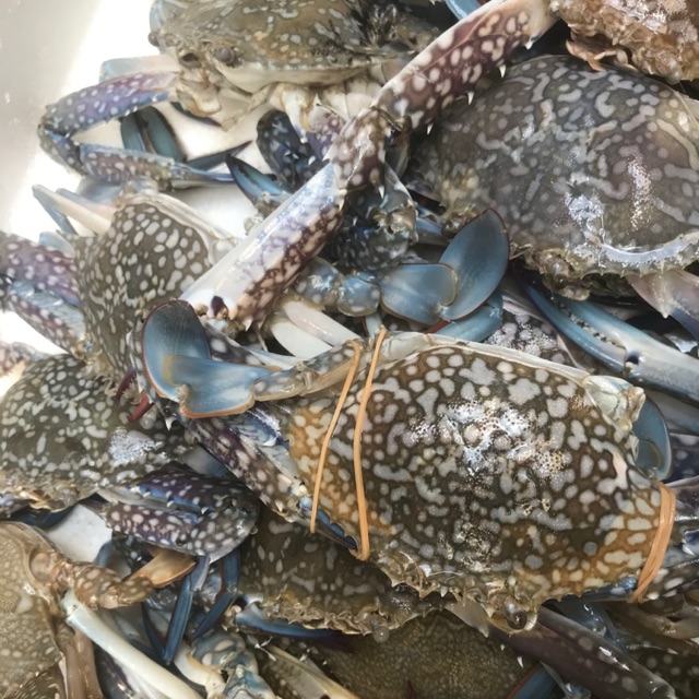 Jual Rajungan 1kg isi 8-10 | Shopee Indonesia