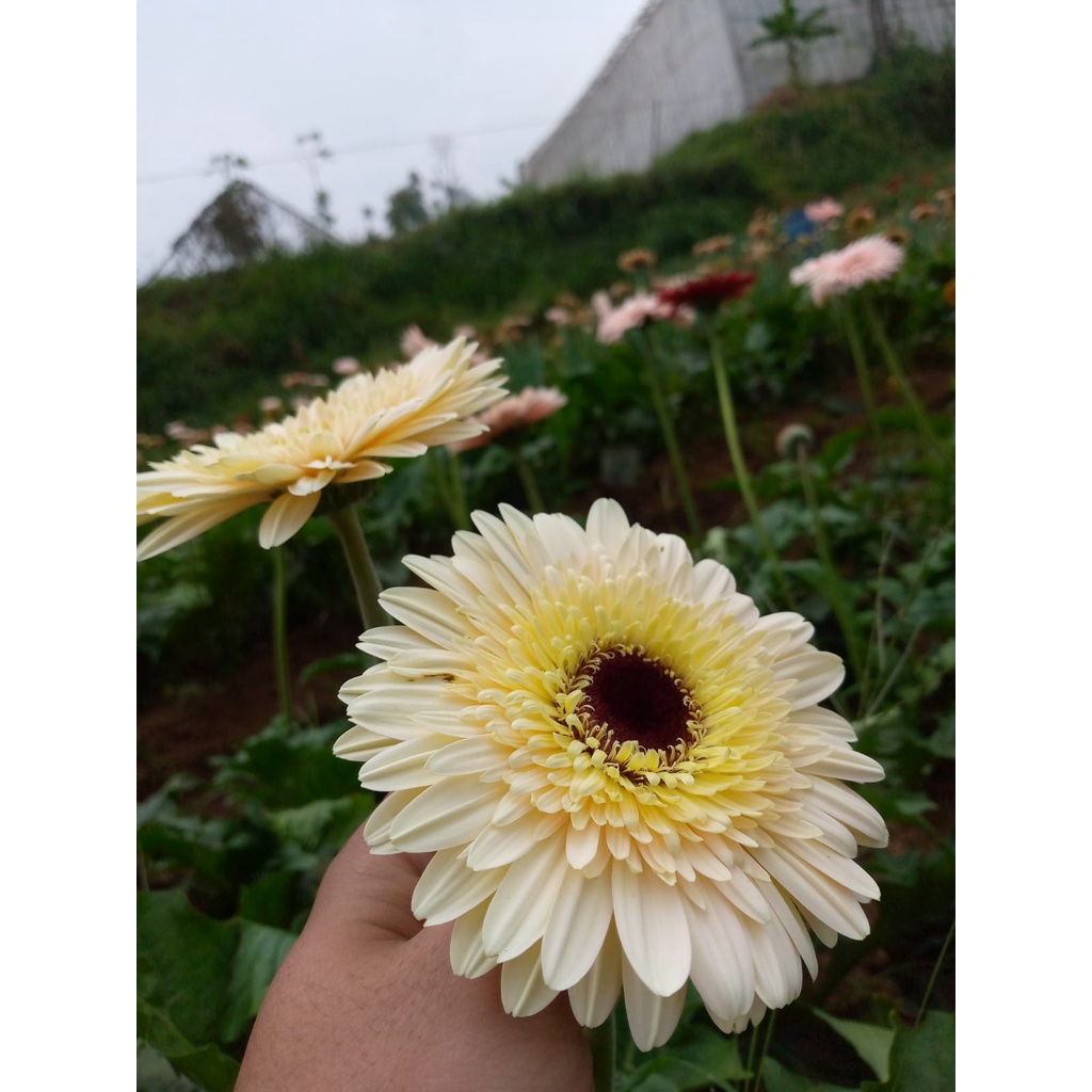 Jual Tanaman/Bibit garbera holland | Shopee Indonesia