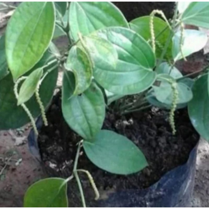 Jual Pohon Lada Hitam Bibit Tanaman Pohon Lada Hitam | Shopee Indonesia