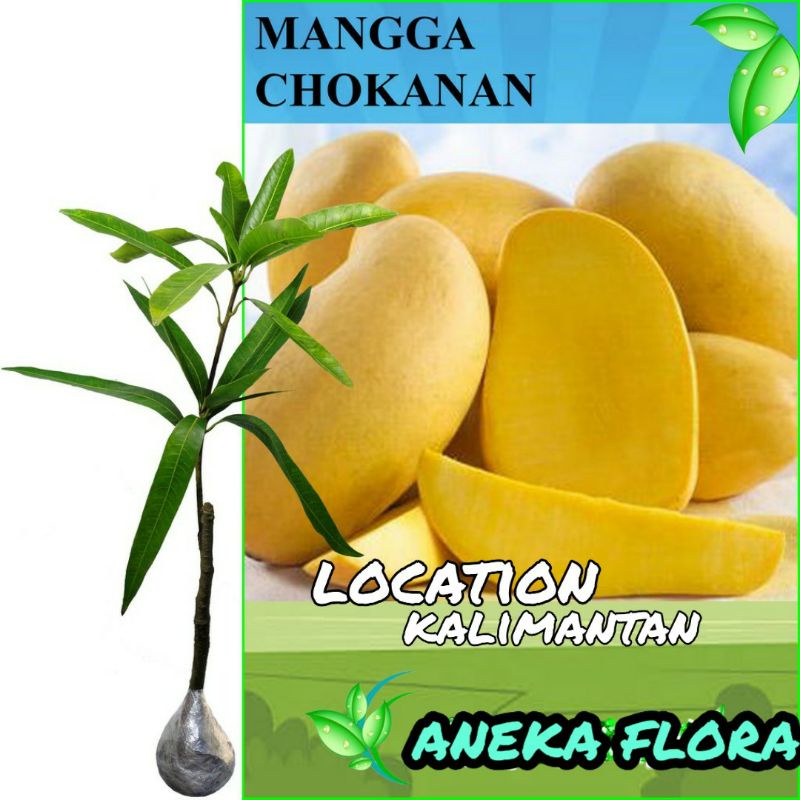Jual bibit mangga chokanan (50-70cm) | Shopee Indonesia