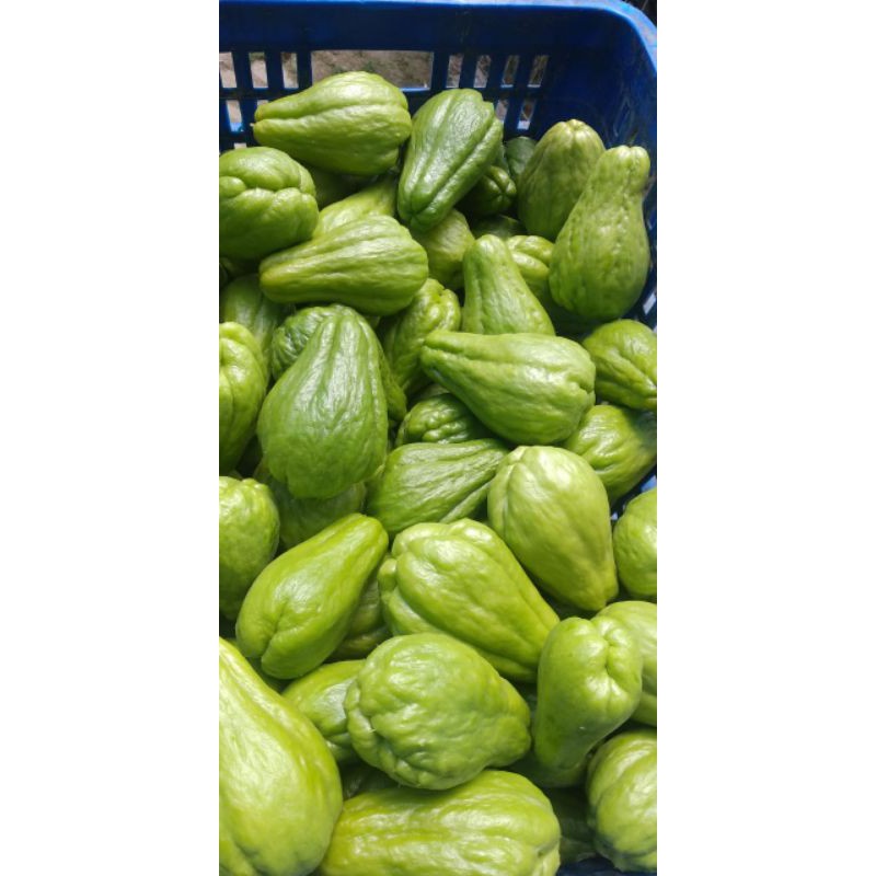 Jual labu Siam acar atau kecil 1 kg | Shopee Indonesia