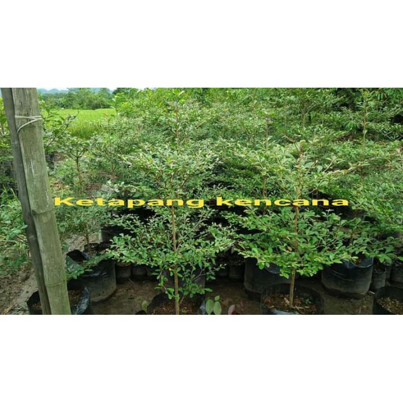 Jual Bibit Tanaman Bunga Ketapang Kencana - Pohon Ketapang Murah ...