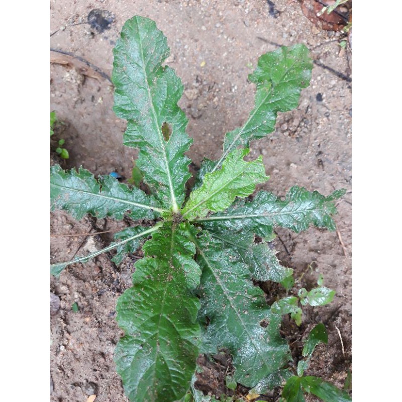 Jual Tanaman Herbal Tapak Liman 15 umbi | Shopee Indonesia