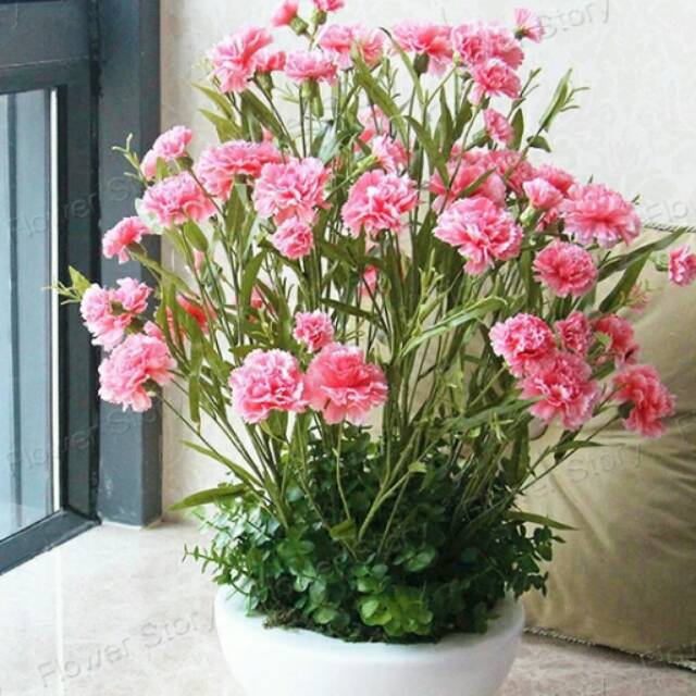Jual Biji Bunga Carnation Pink (Isi 10 biji) Bunga Anyelir | Shopee ...