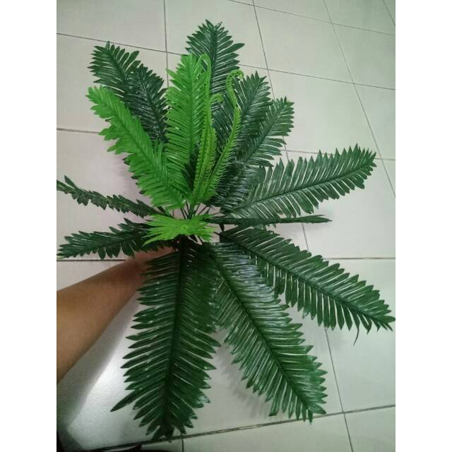 Jual Daun pakis besar x18 variasi ( hijau tua ) | Shopee Indonesia