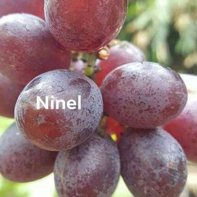 Jual Bibit Anggur Jenis Ninel (import) | Shopee Indonesia
