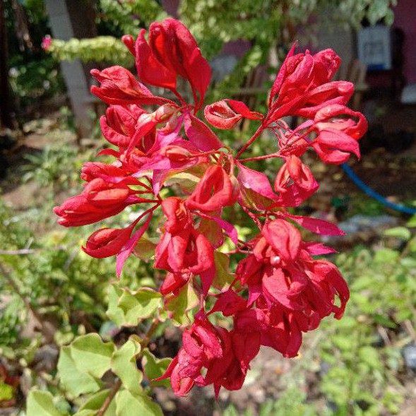 Jual Bibit bugenvil CSB chinese sleeping beauty | Shopee Indonesia