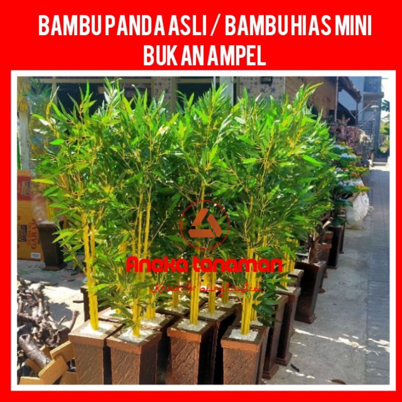 Jual Bambu Jepang, bambu panda asli, Bambu hias terbaik | Shopee Indonesia