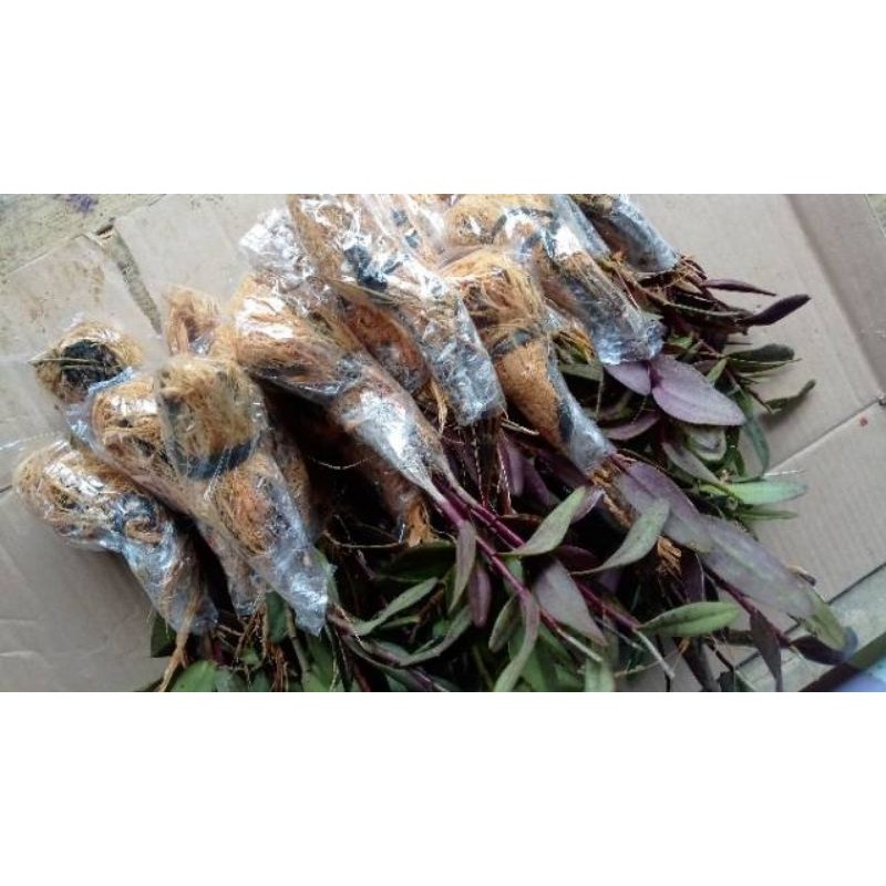 Jual Merpati Hias Terlengkap & Harga Terbaru Juni 2026 | Shopee Indonesia