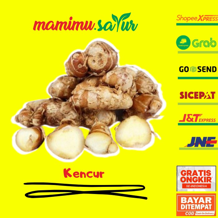 Jual KENCUR SEGAR BESAR KENCUR 100 GR BUMBU REMPAH ASLI KENCUR BUMBU ...