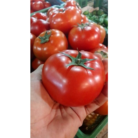 Jual tomat apel/tomat beef 500gr | Shopee Indonesia