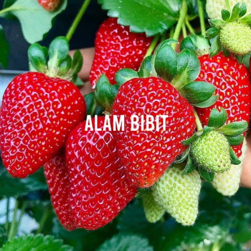 Jual BIBIT STROBERI JUMBOO CALIFORNIA (BELI 5 GRATIS 1) | Shopee Indonesia