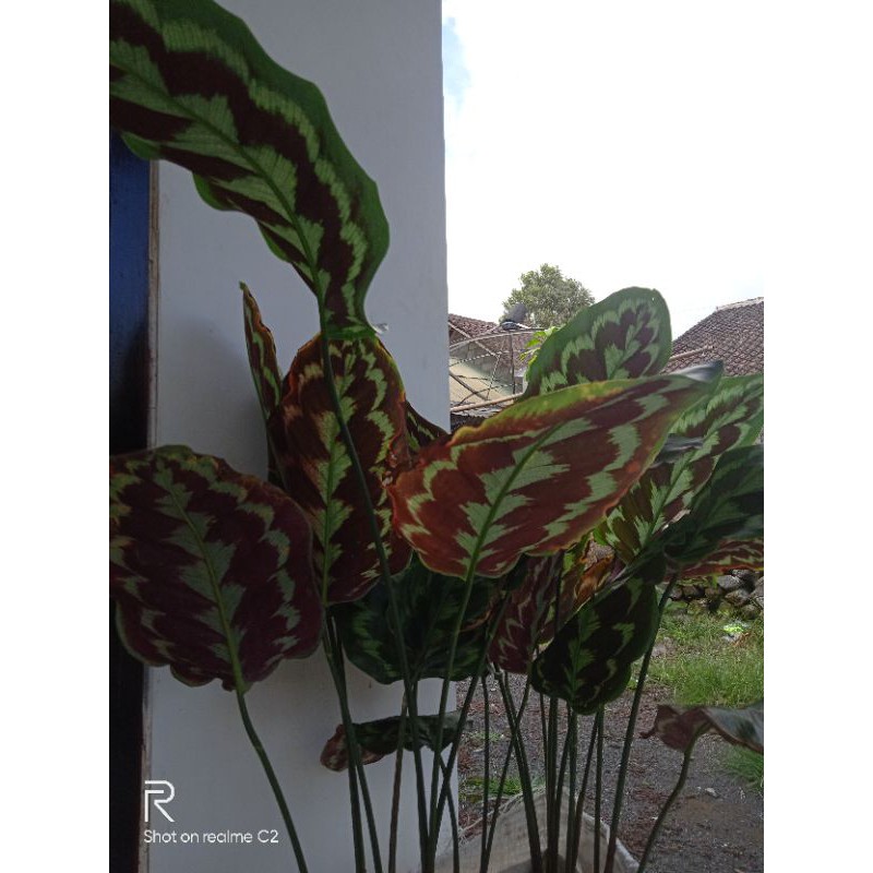 Jual TANAMAN HIAS CALATHEA MERAK PEACOCK BUNGA MERAK | Shopee Indonesia