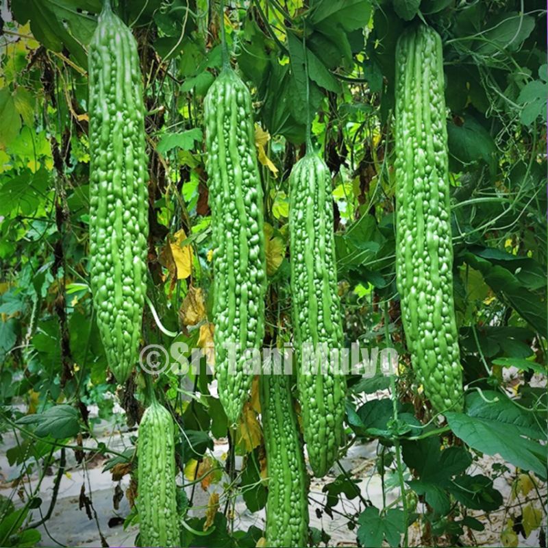 Jual 2 Biji Benih Pare HIBRIDA Unggul NEW MAYA Bibit Pare Besar Sayur ...