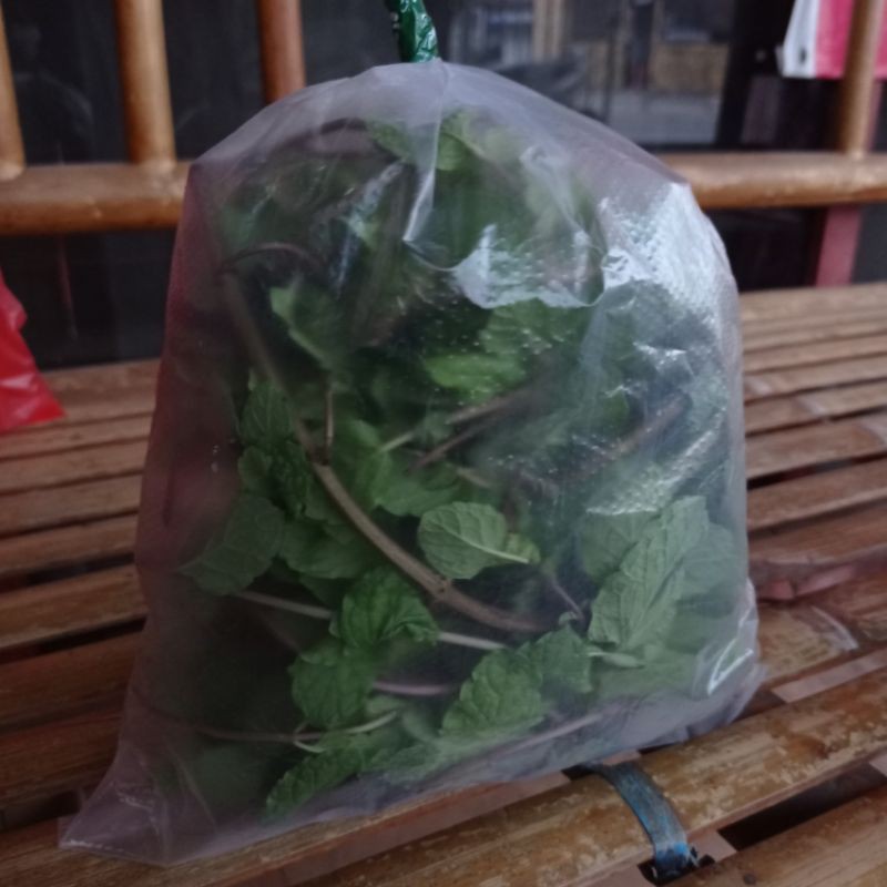 Jual Petikan Daun Mint di Makassar | Shopee Indonesia