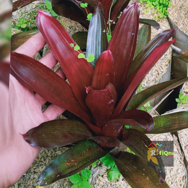 Jual Bromelia pandan merah/bromelia merah besar/tanaman hias bromelia ...