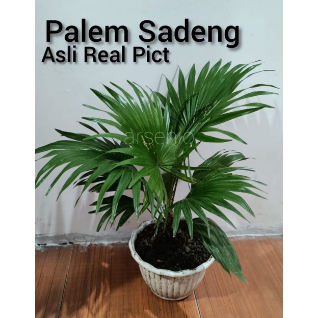 Jual ASLI Palem Sadeng | Shopee Indonesia