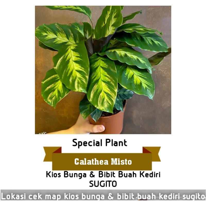 Jual Calathea Misto tinggi 20-35cm Calathea INTRATUIN/LOUISAE (beli 5 ...