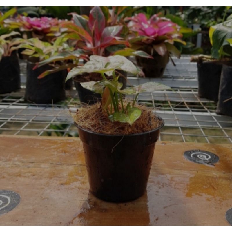Jual Syngonium "Maria Allusion" / Nephthytis - Tanaman Hias Syngonium ...