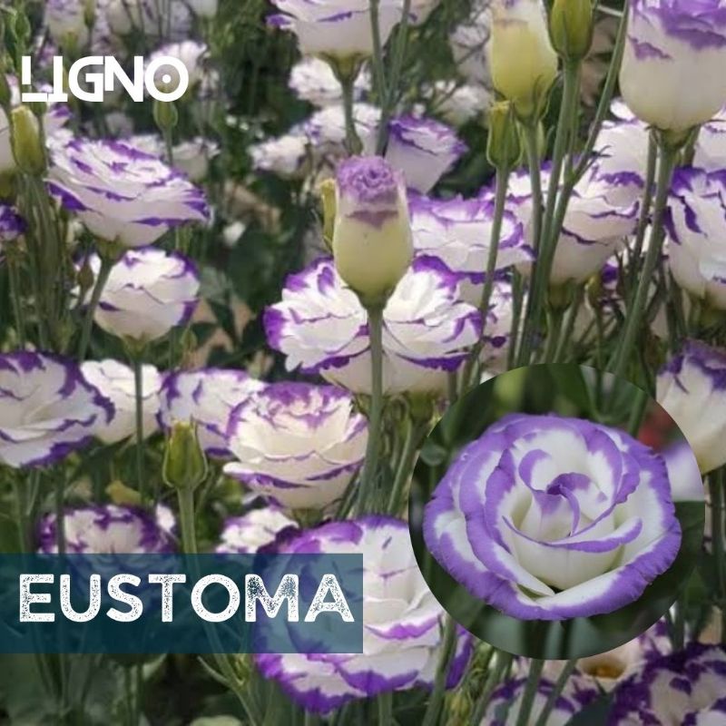 Jual Benih EUSTOMA BLUE Picotee Lisianthus Biji Bibit Bunga | Shopee ...