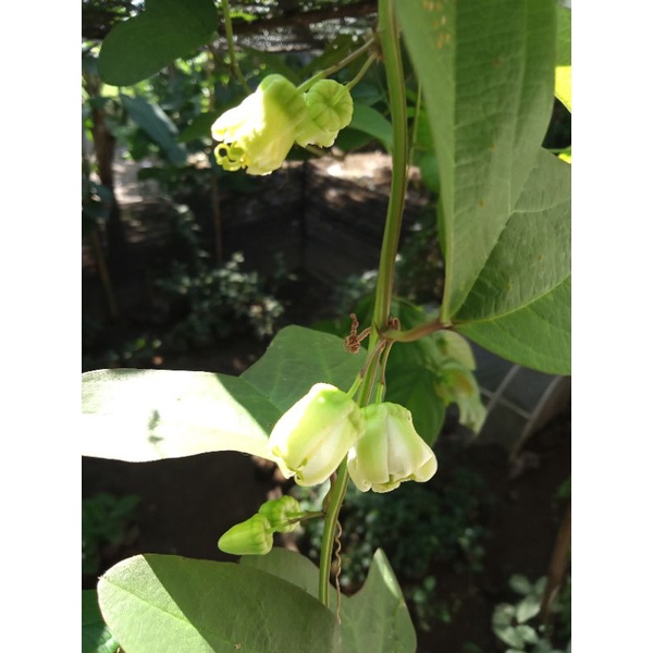 Jual bunga tongkeng sayur kesukaan lebah klanceng ukuran 50cm up ...