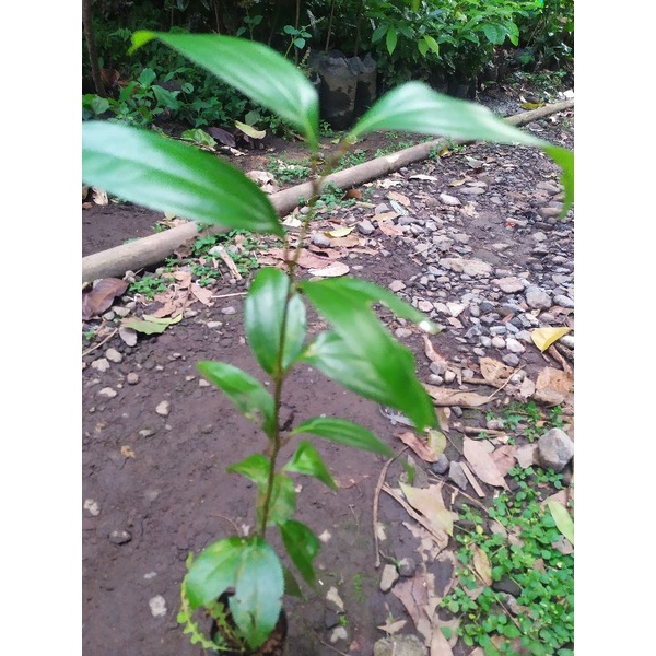 Jual bibit pohon kayu manis 35cm | Shopee Indonesia