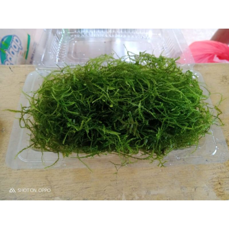 Jual Java Moss Tanaman hias Aquascape Low Co2 | Shopee Indonesia