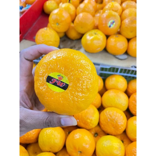 Jual Jeruk wokam RRc premium | 1 kg | Shopee Indonesia