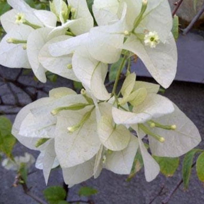 Jual Tanaman hias bougenville bunga putih/bunga kertas/kembang kertas ...