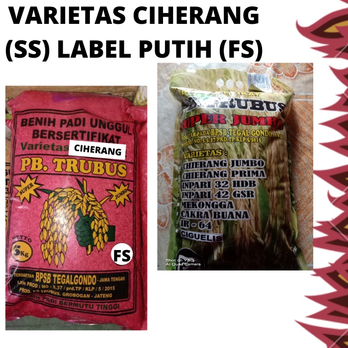 Jual BENIH PADI CIHERANG label ungu SS dan label putih FS PREMIUM ...