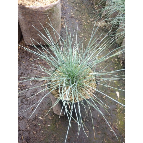 Jual rumput biru festuca tanaman hias | Shopee Indonesia