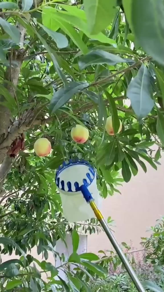 Jual 10M Tongkat Panjang Untuk Petik Buah metal fruit picker / Gergaji ...