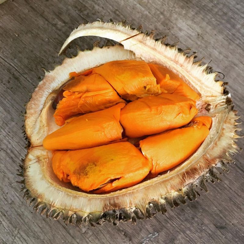 Jual Bibit Durian Lay Super terlaris | Shopee Indonesia