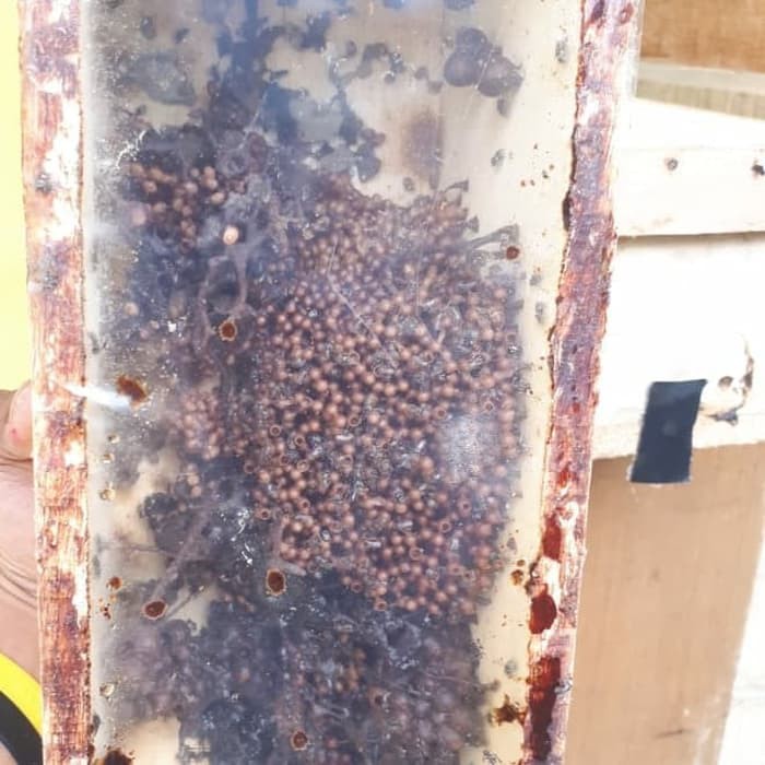 Jual PROMO koloni lanceng super / kele kele super / klanceng | Shopee ...