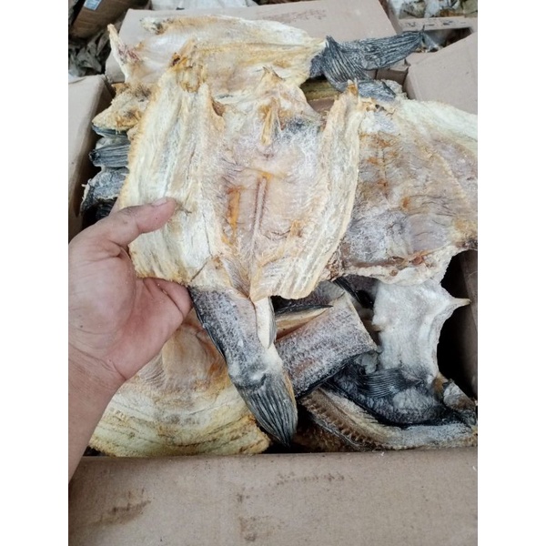 Jual ikan asin GABUS kering ;500 gram | Shopee Indonesia