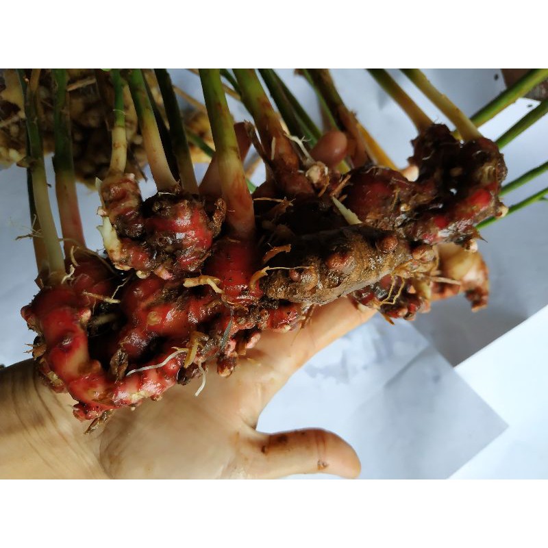 Jual Jahe merah ( Zingiber officinale varietas rubrum ) | Shopee Indonesia
