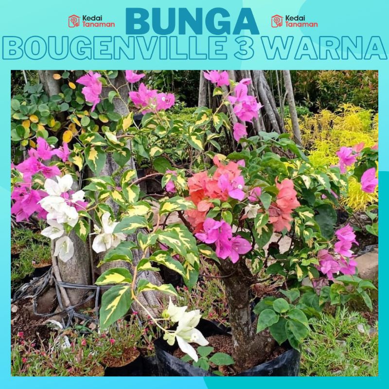 Jual Tanaman Hias Bunga Bougenville 3 Warna Bunga Bougenville 1 Pohon