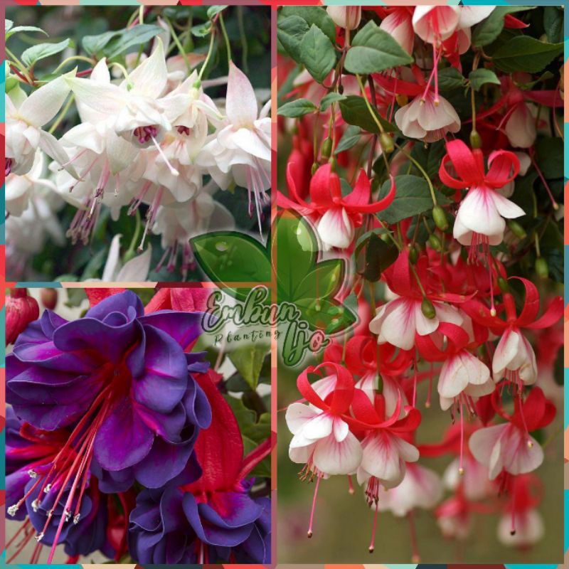 Jual TANAMAN HIAS BUNGA ANTING INDIA (Acalypha indica L.) 3 WARNA UNGU ...