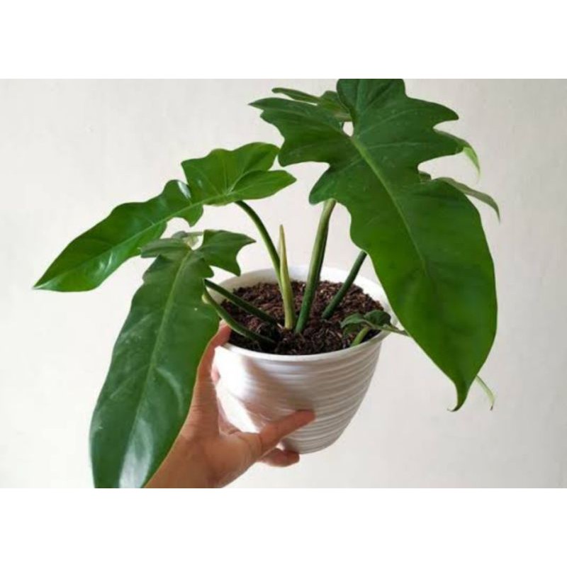 Jual Philo Dragon golden varigata | Shopee Indonesia