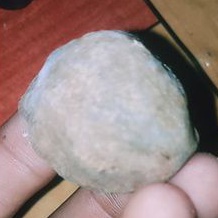 Jual buledan Jawa parmin | Shopee Indonesia