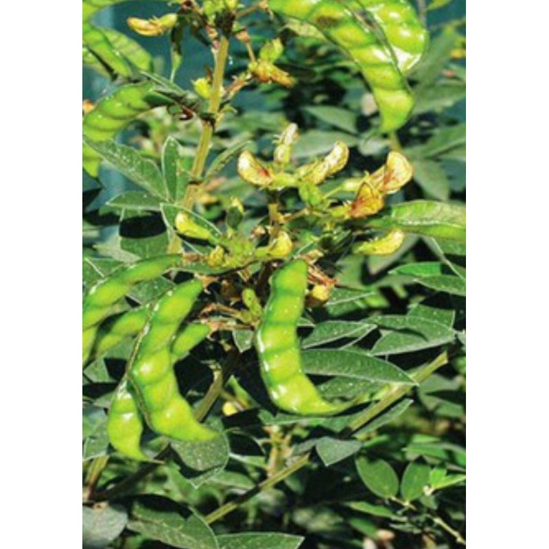 Jual DAUN KACANG HIRIS/250 GRAM | Shopee Indonesia