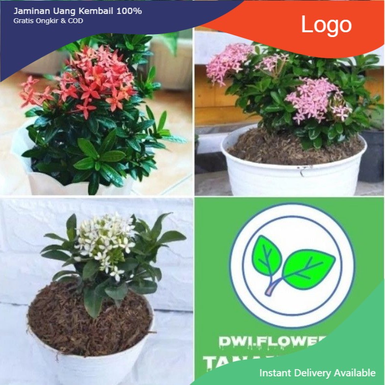 Jual ( BISA COD ) PROMO!! Bunga Hias Asoka Varian Warna / Tanaman Hias ...