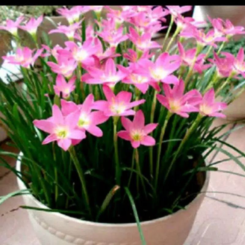 Jual tanaman hias kucai tulip bunga pink - Tanaman Hidup-Bunga Hidup ...