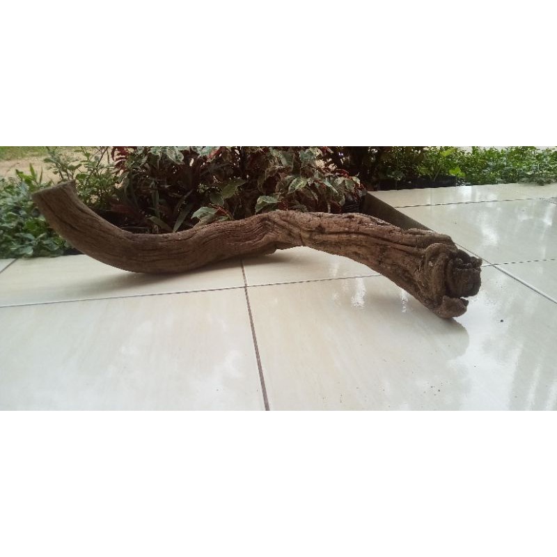 Jual akar santigi karang akar santigi laut akar aquascape santigi ...