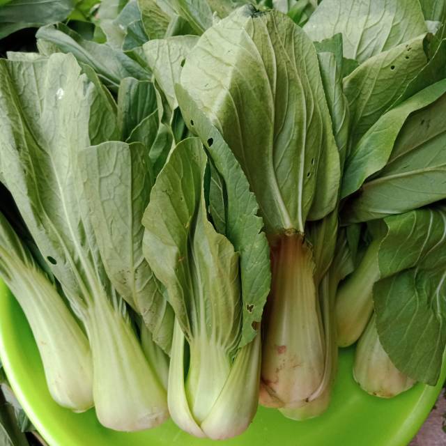 Jual Pokcay 250 gram | Shopee Indonesia