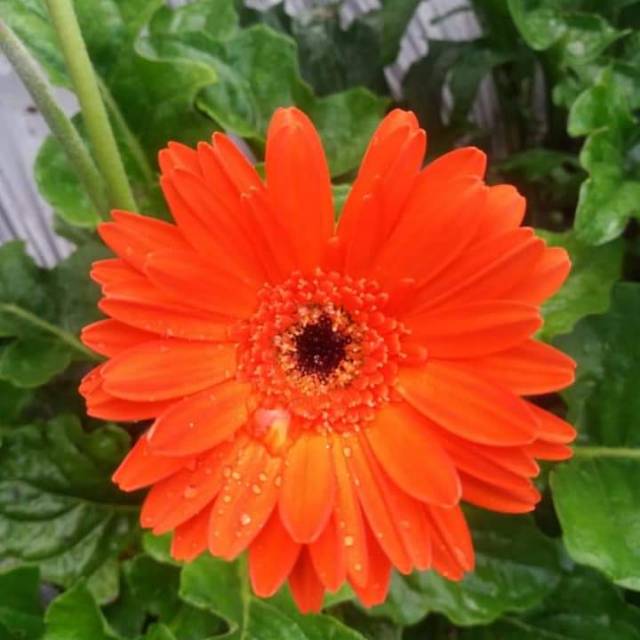 Jual Tanaman Hias Gerbera Orange | Shopee Indonesia