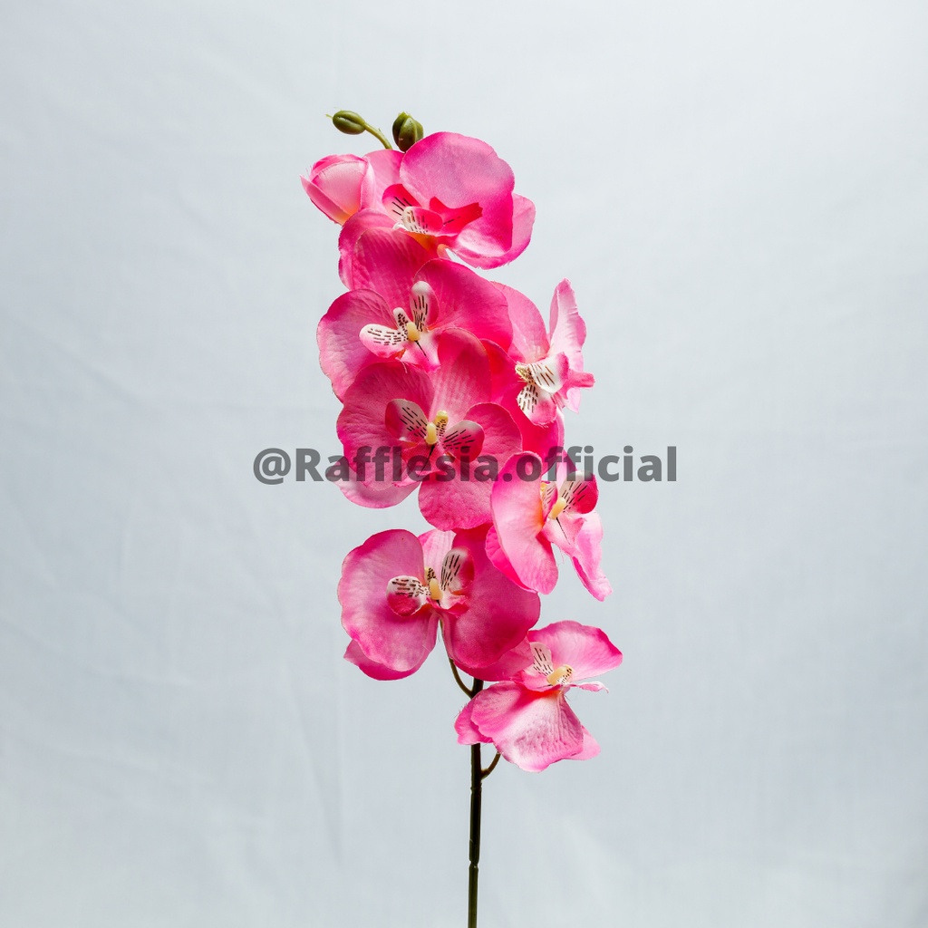 Jual Bunga Anggrek Premium Tebal Orchid Flower Real Touch Kuntum Hiasan ...